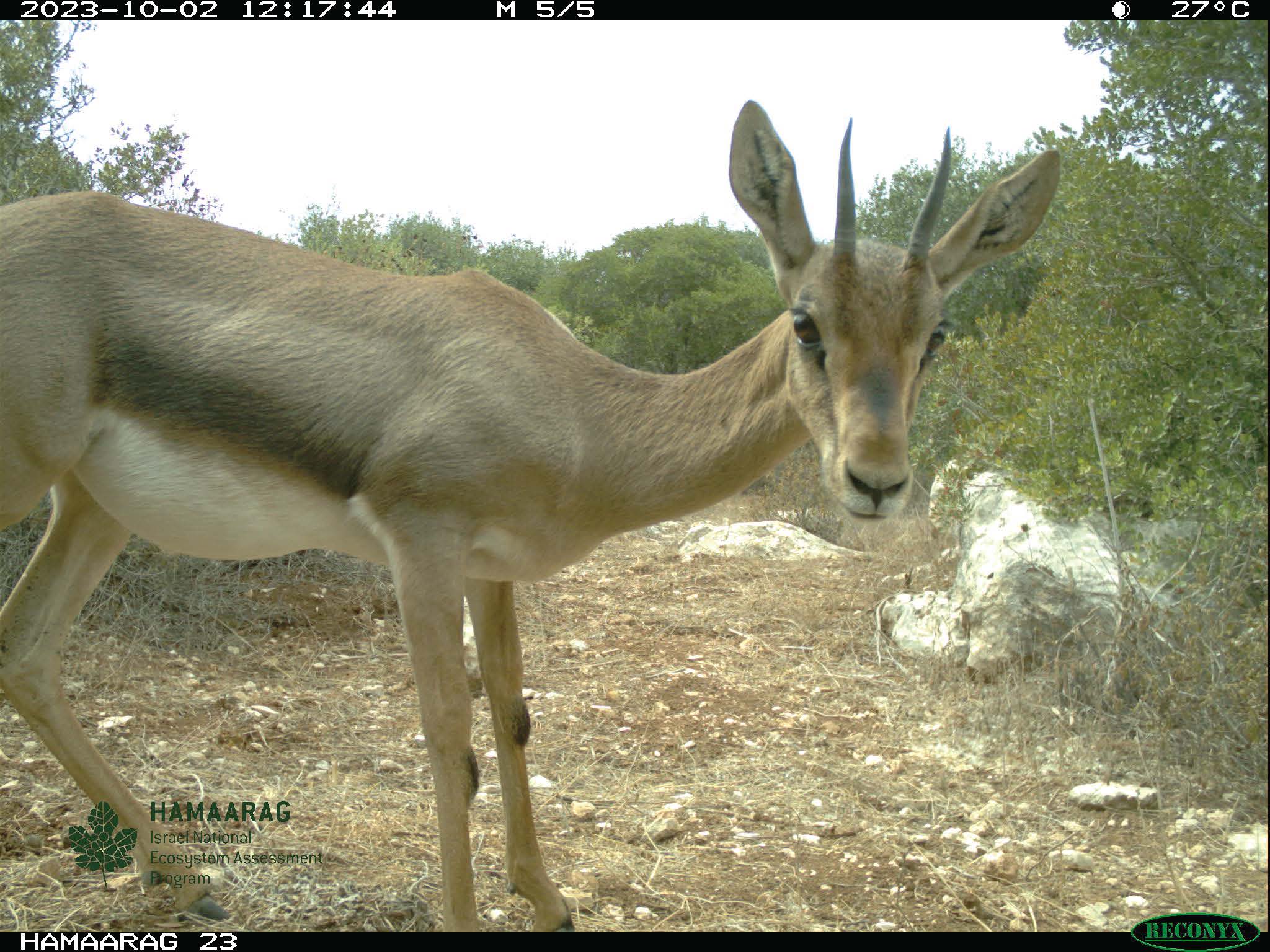 Spatio-temporal activity patterns of mammals in an agro-ecological ...
